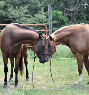 Prairie Creek Ranch, Cross Roads, TX, Photo Album